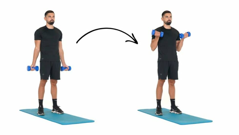 Curl Biceps avec haltères : exercice pour les épaules