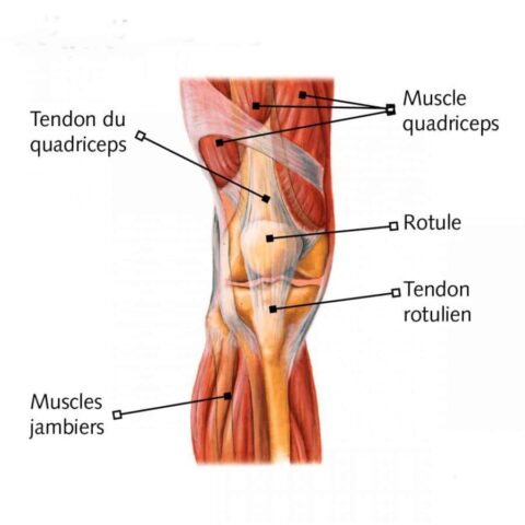 Renforcement Musculaire du Genou : Le Programme à suivre